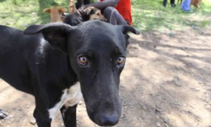 SVSDC - WOAH - Africa