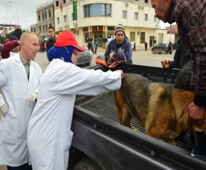 SVSDC - WOAH - Africa