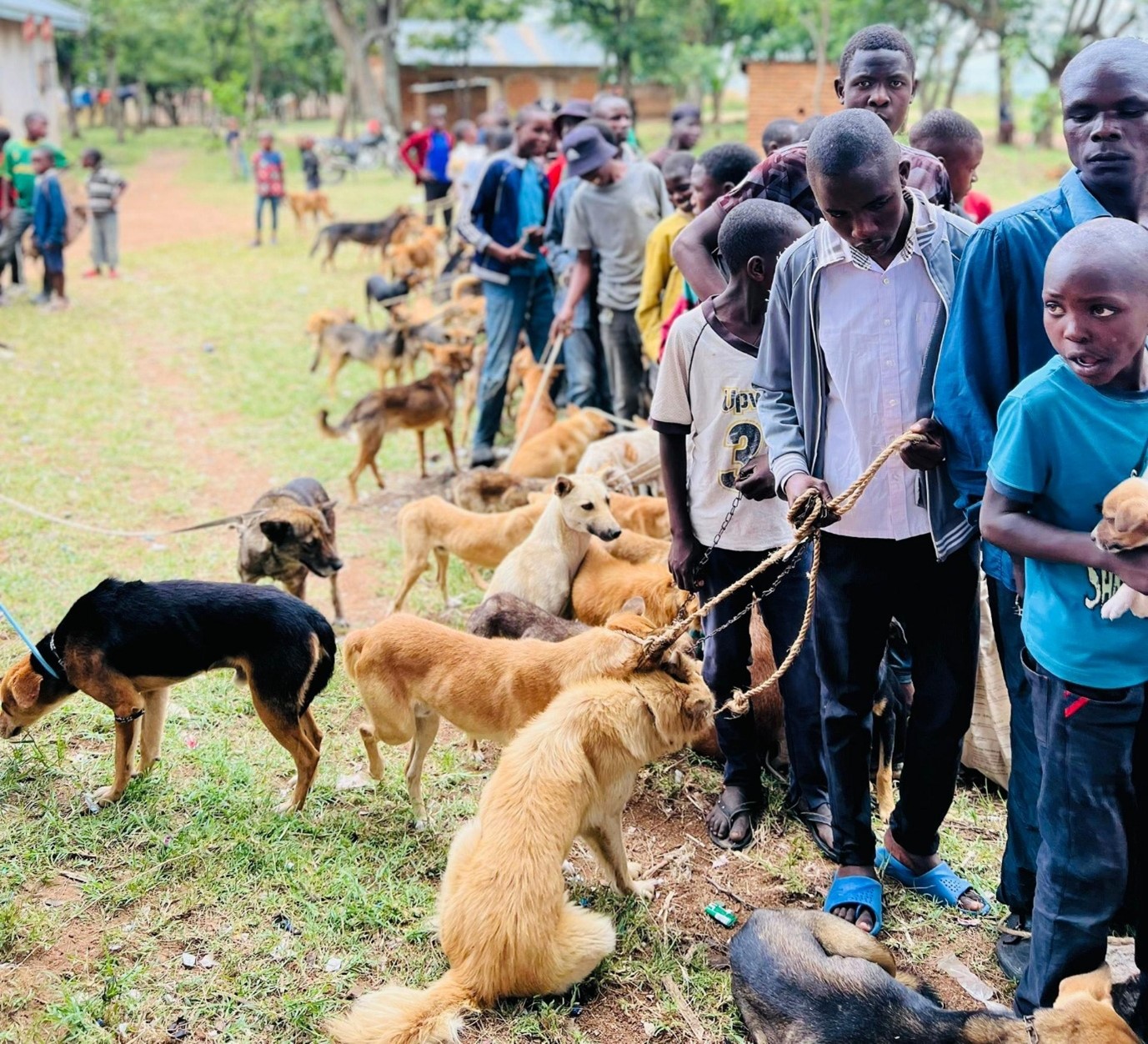WOAH donates 100,000 rabies vaccine doses to Tanzania to advance ...