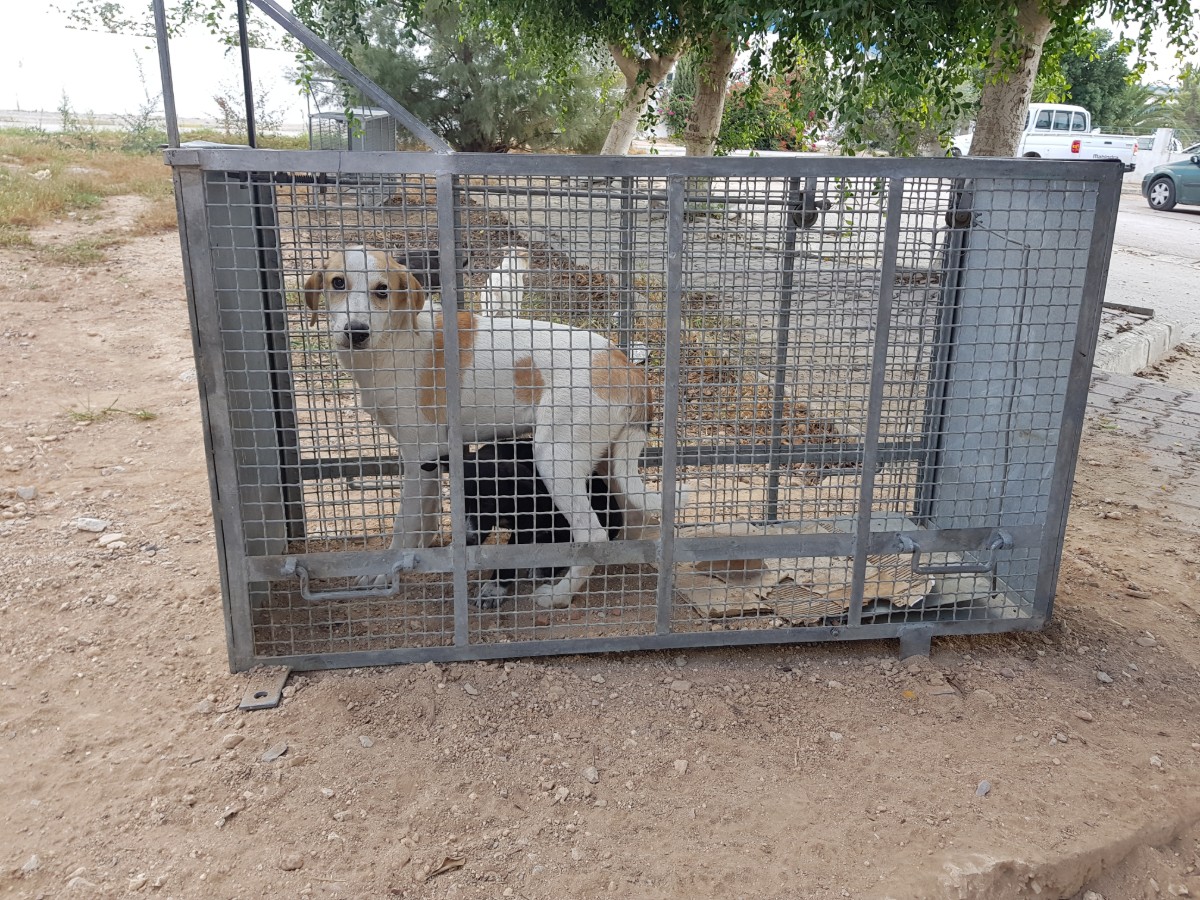 Training workshop on the capture and tagging of difficult dogs - WOAH ...