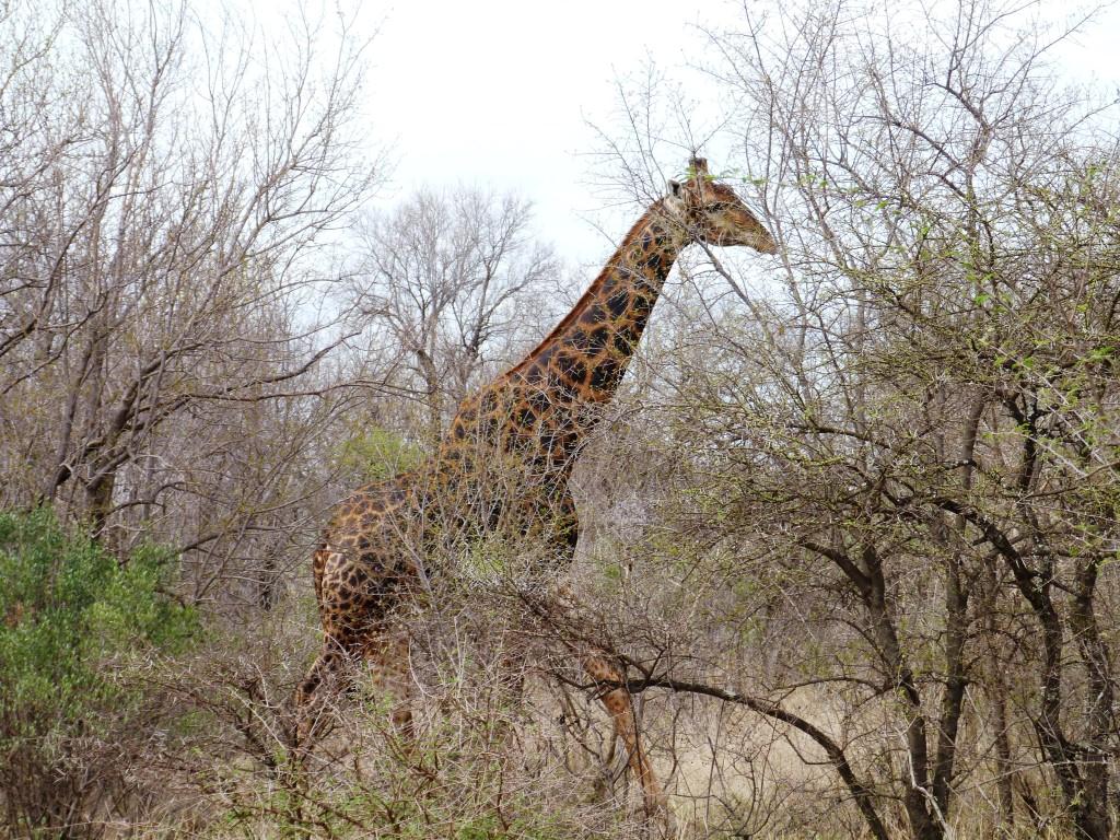OIE training Focal Points for wildlife (Gaborone) Cycle II (French ...