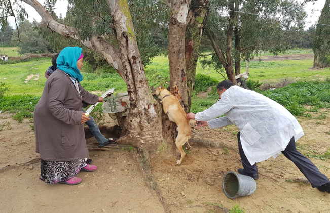 Contributing to the elimination of dog-mediated human rabies deaths in ...