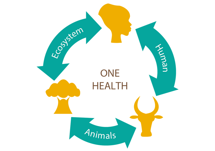 Activities - WOAH - Africa