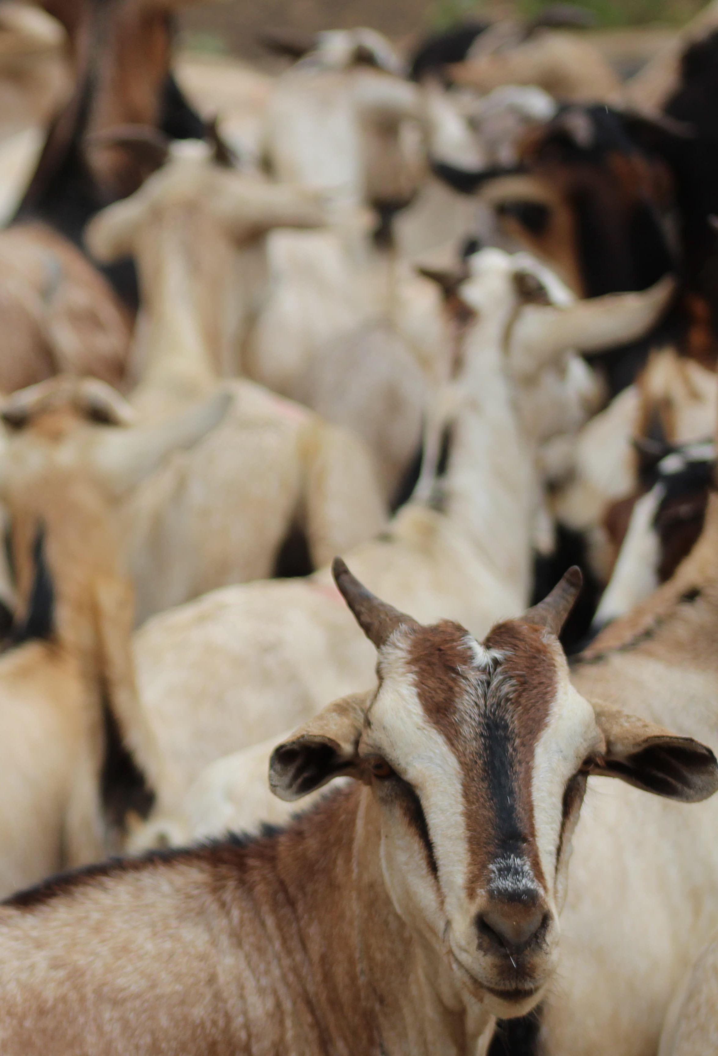 Seminar on Peste des Petits Ruminants (PPR) Prevention and Control in ...