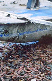 OIE and FAO assist Mozambique on handling white spot disease outbreak ...