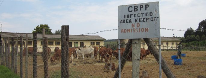 Contagious Bovine Pleuropneumonia - WOAH - Africa