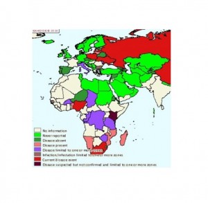 African Swine Fever - WOAH - Africa