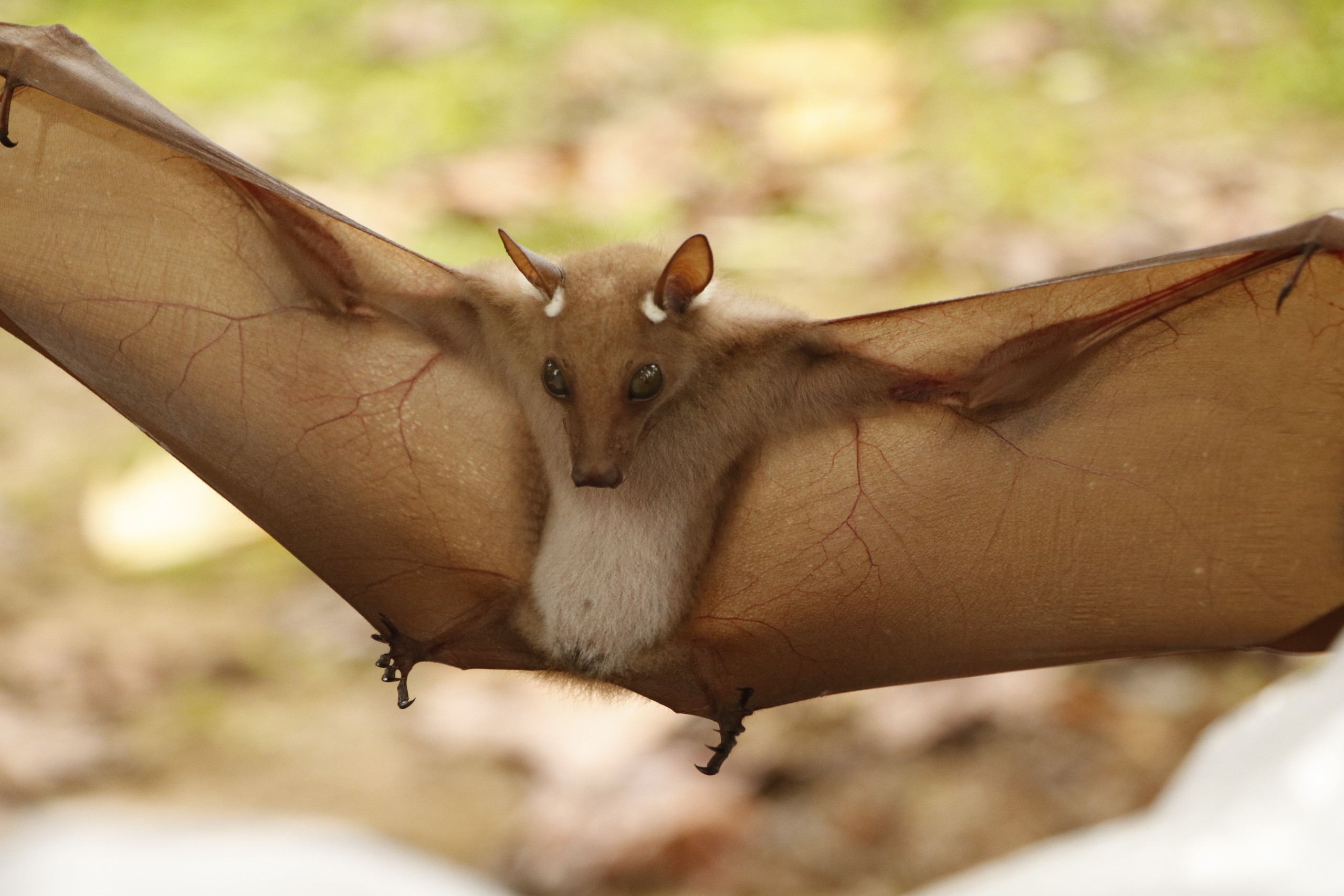 Discovering the socio-economic motivators of bush meat consumption with ...