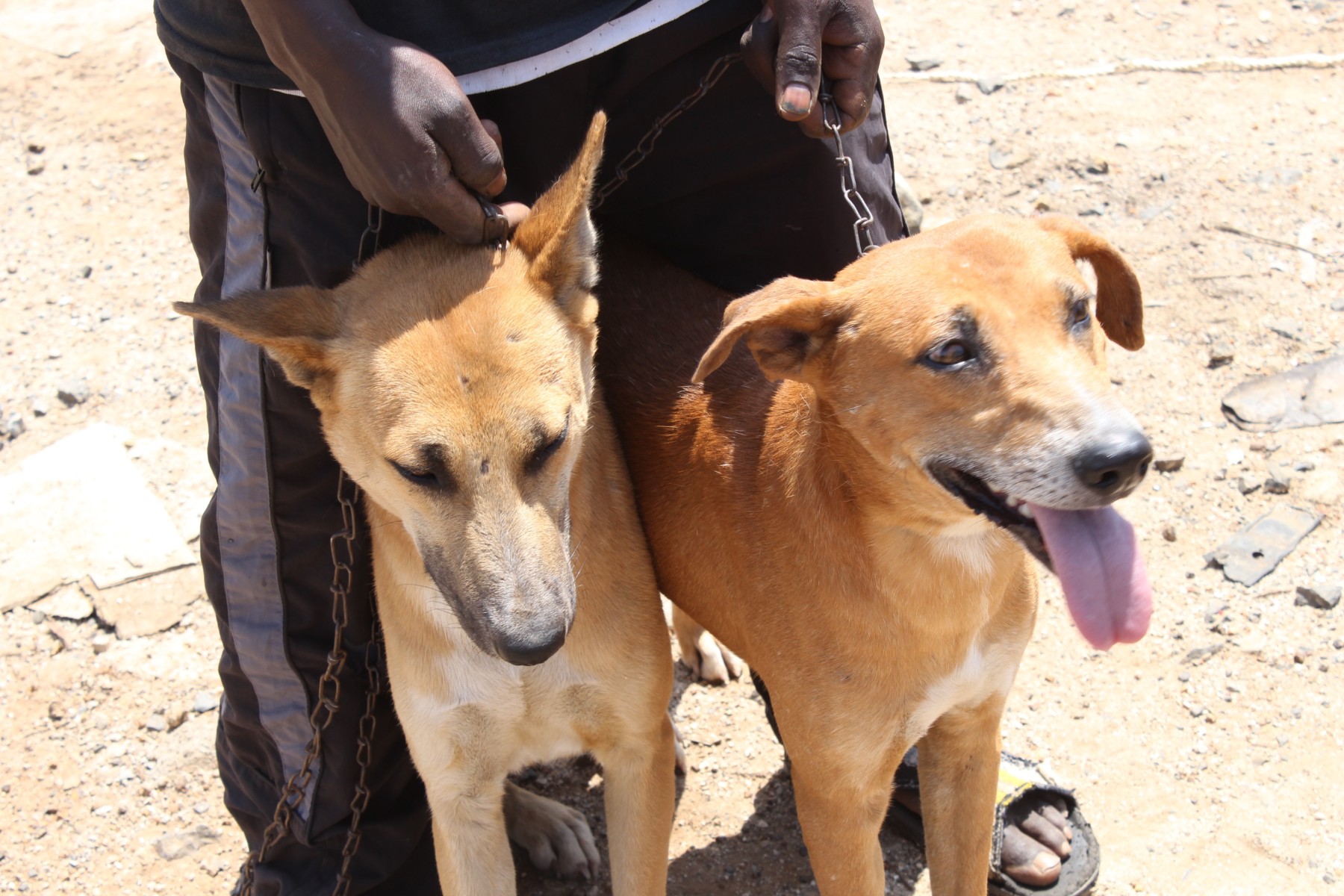 Eritrea enhances its diagnostic capacity for rabies - WOAH - Africa