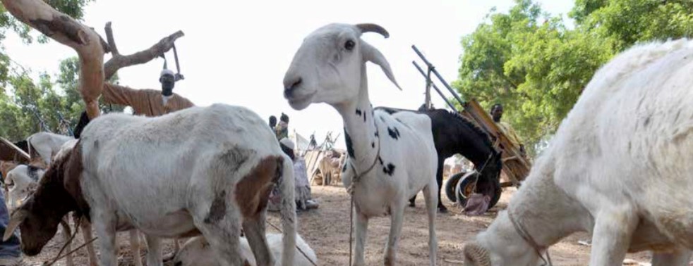 Peste des Petits Ruminants - WOAH - Africa
