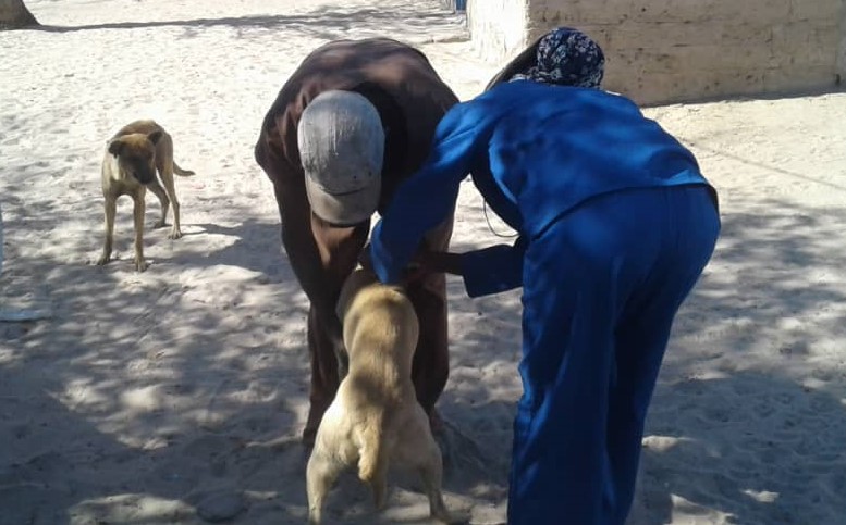 Veterinary para-professionals in Namibia trained in surveillance ...
