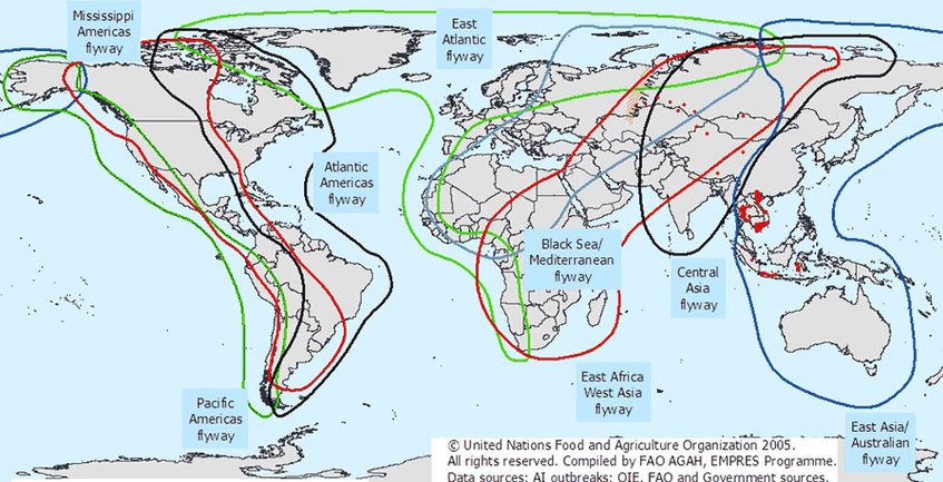 Updates on the spread of H5N8 Avian Influenza from an African ...