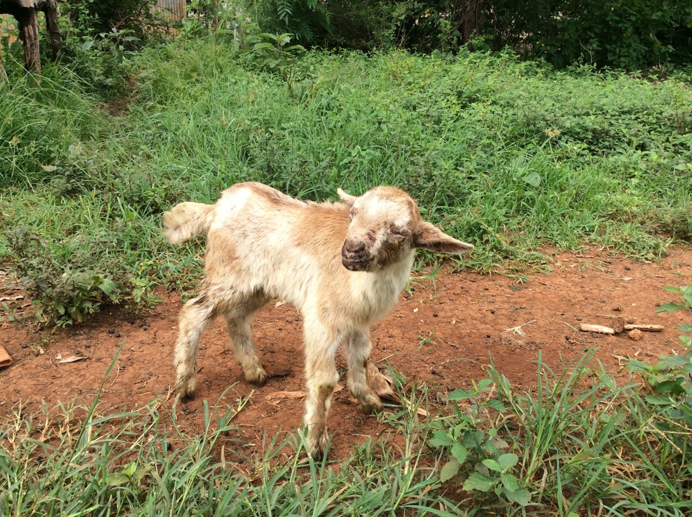 Component : Peste des petits ruminants - OIE - Africa