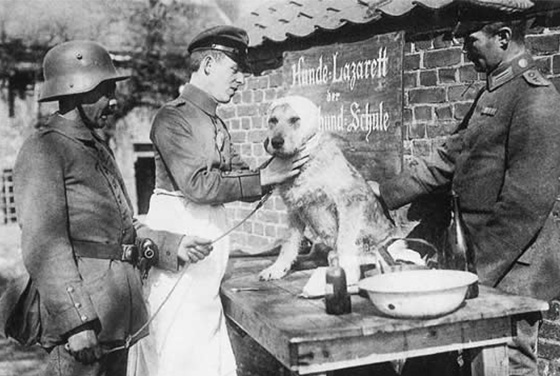 TRIBUTE TO VETERINARIANS IN THE FIRST WORLD WAR - OIE - Africa