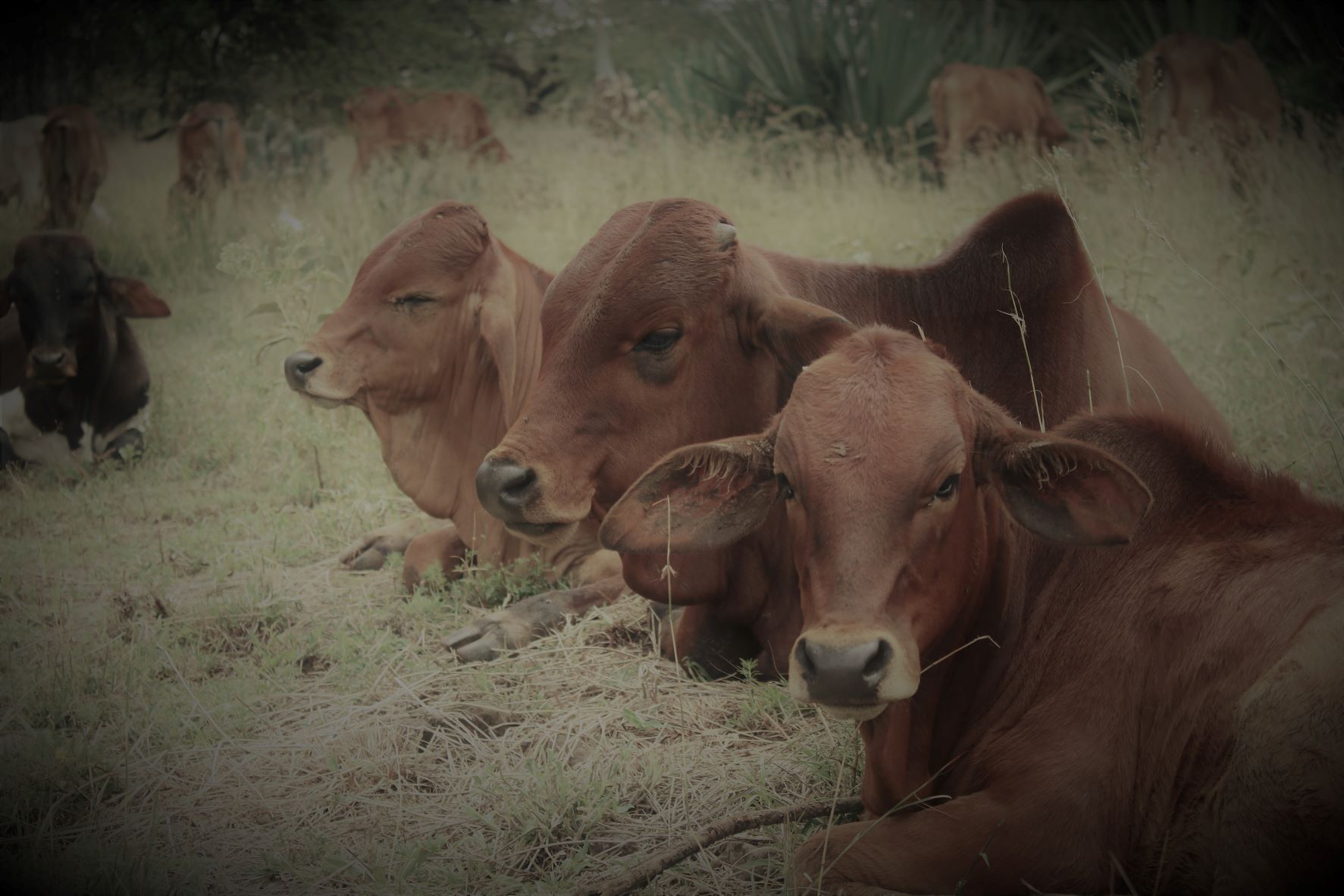 New Terrestrial Codes available for download in pdf (2022) - WOAH - Africa