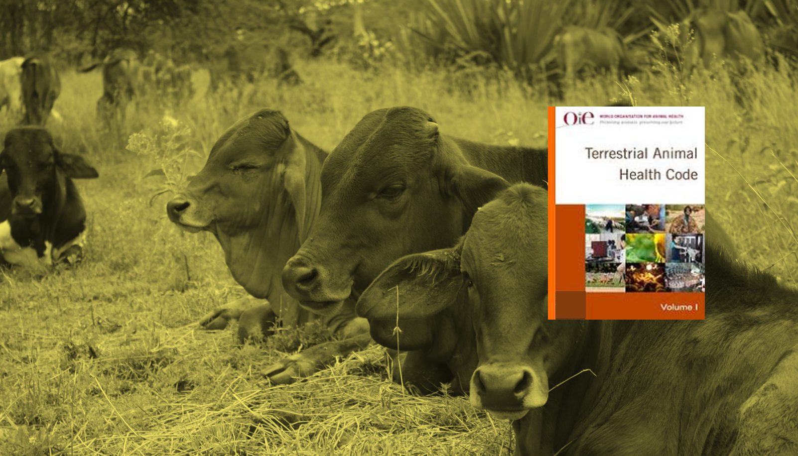 New Terrestrial Codes available for download in pdf - WOAH - Africa