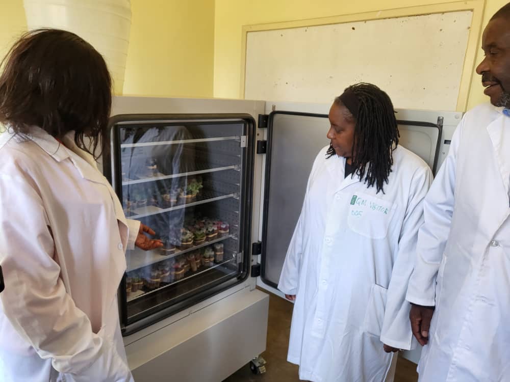 Zimbabwe develops new vaccine for deadly cattle disease - WOAH - Africa