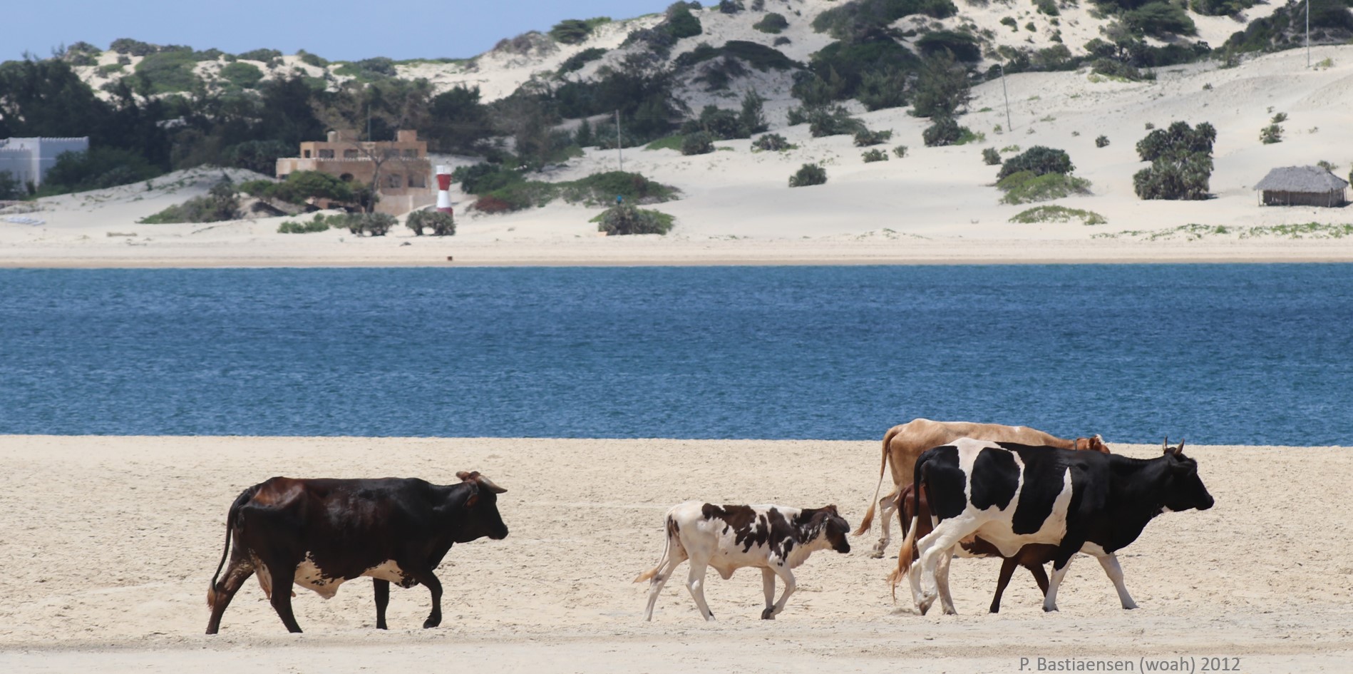 Inaugural CBPP Standing Group of Experts (SGE) meeting endorses a 6 ...