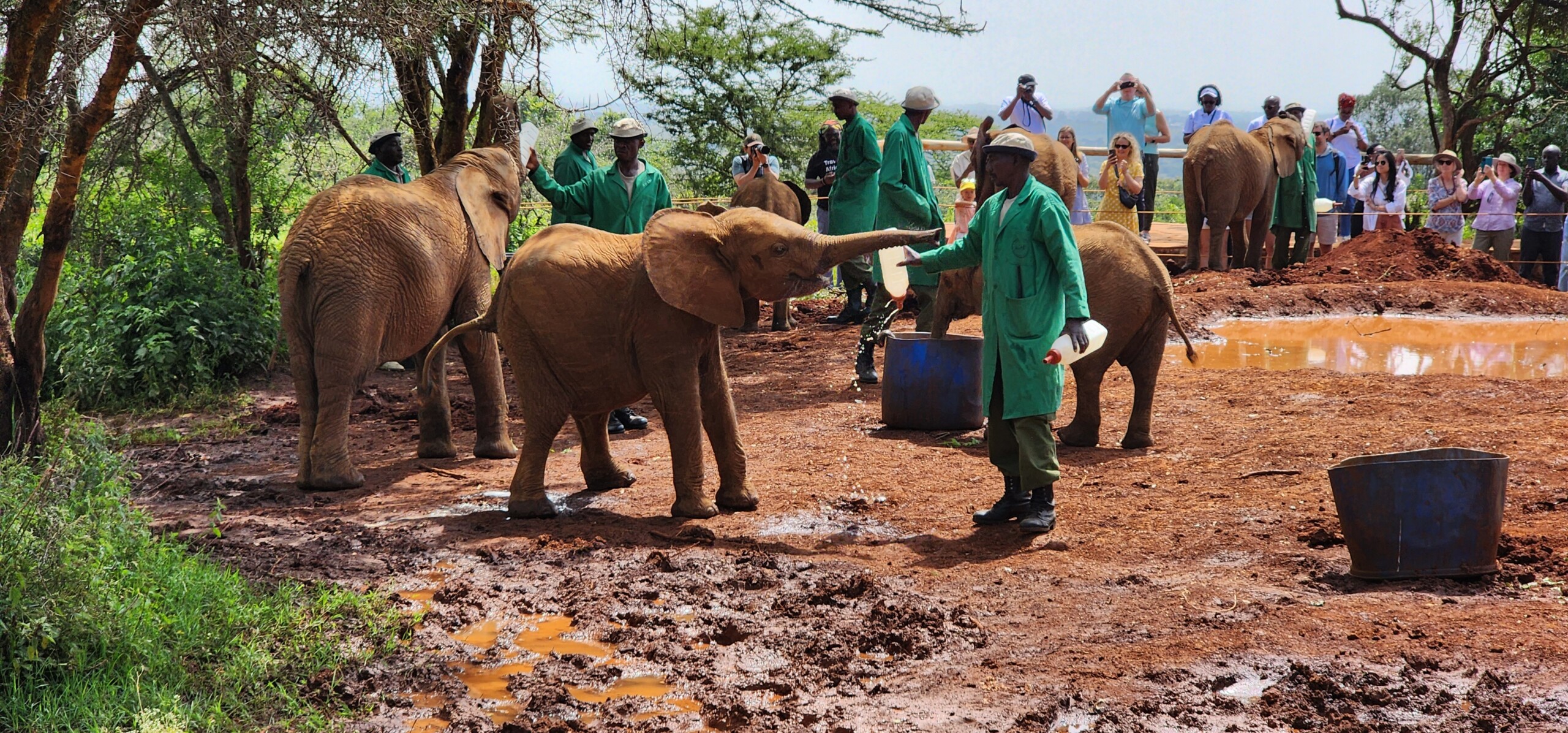 Commemorating WOAH's Glorious Century of Enhancing Animal Health and ...