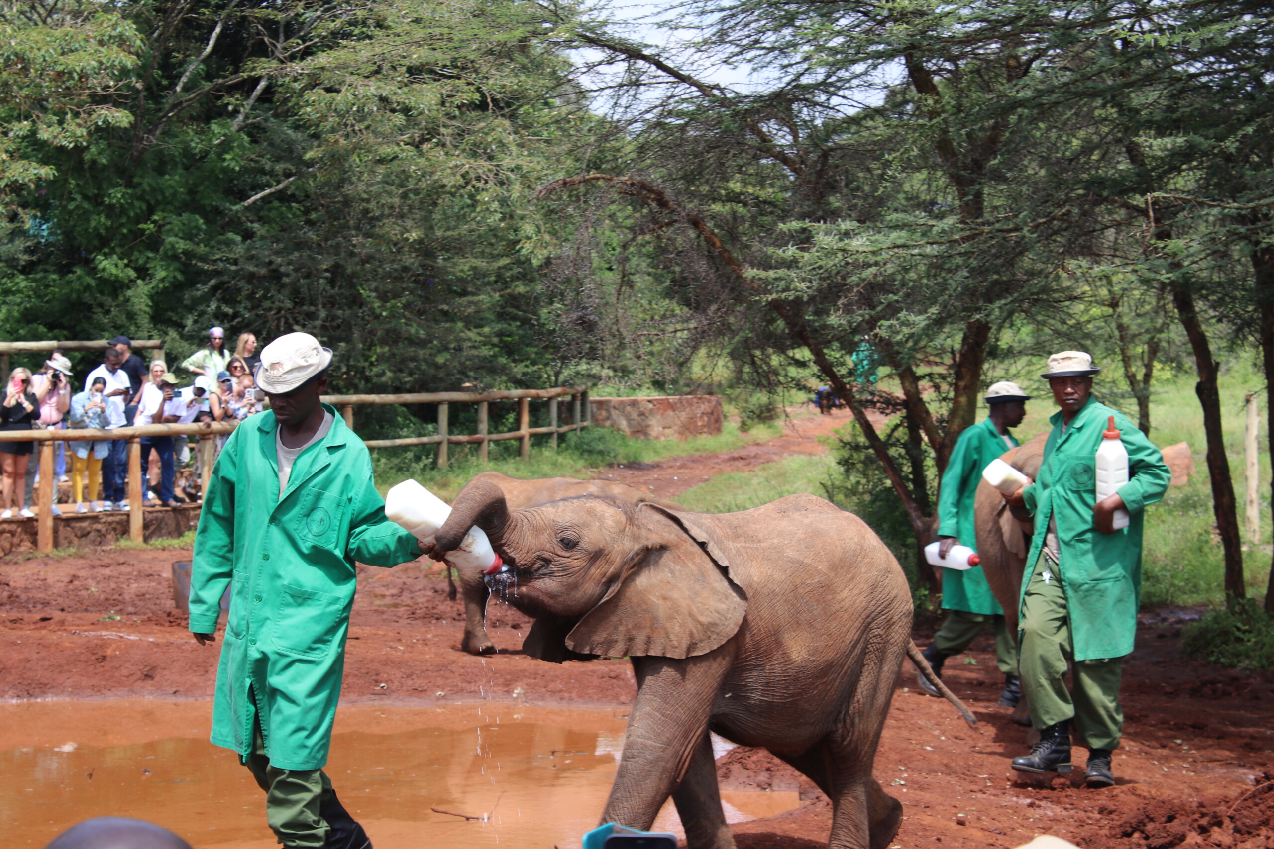 Commemorating WOAH's Glorious Century of Enhancing Animal Health and ...